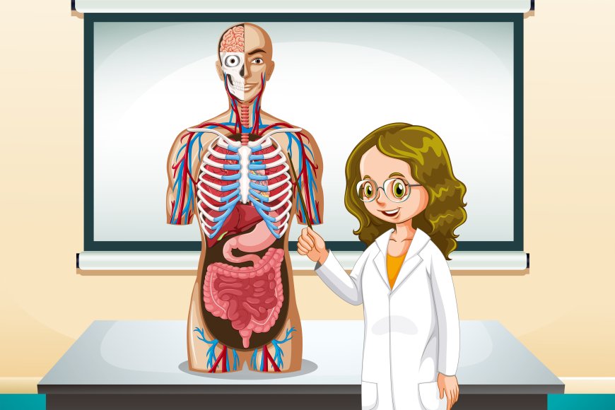 Human Anatomy and Physiology Simulation - ImaginX Master Catalogue